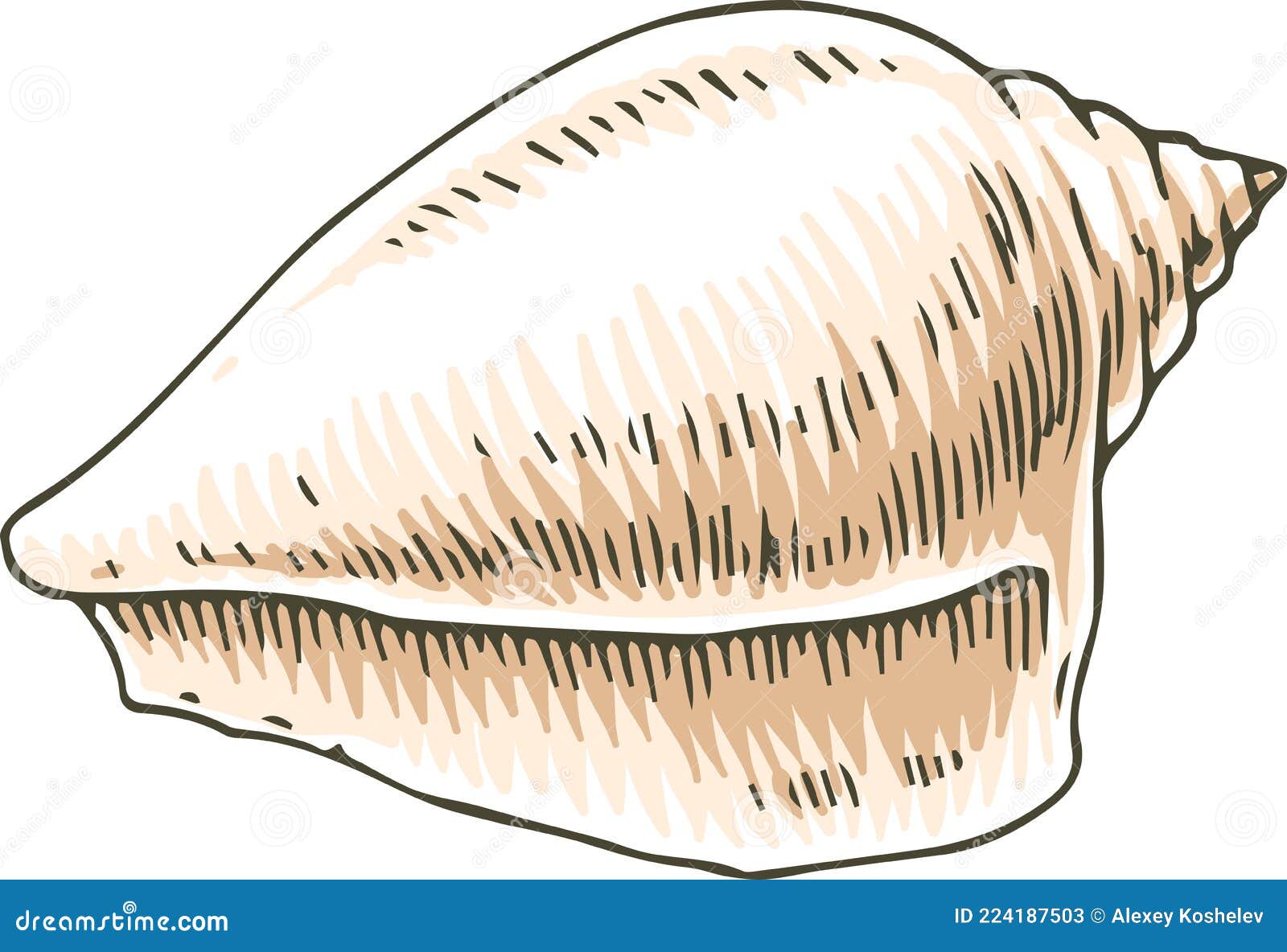 Cypraea Shell stock vector. Illustration of mollusk - 224187503