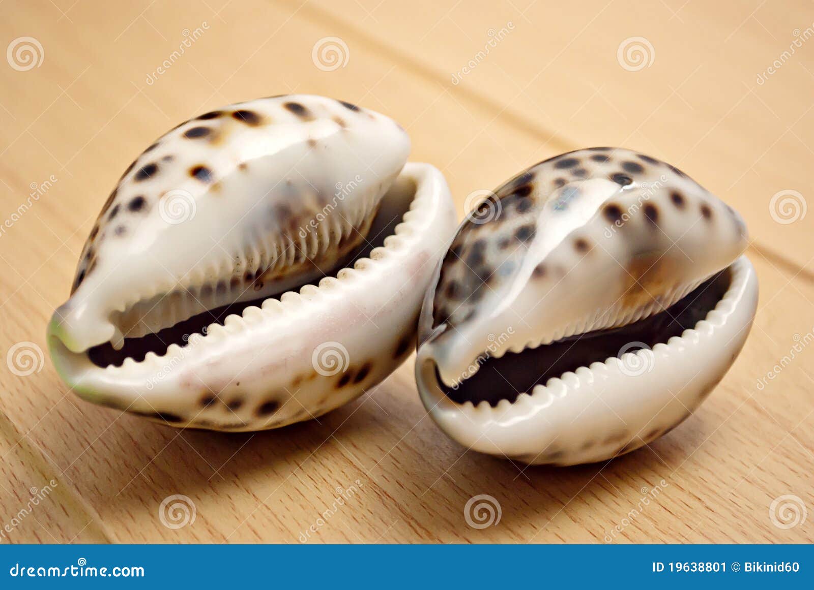 Cypraea shells stock image. Image of pacific, cowrie - 19638801