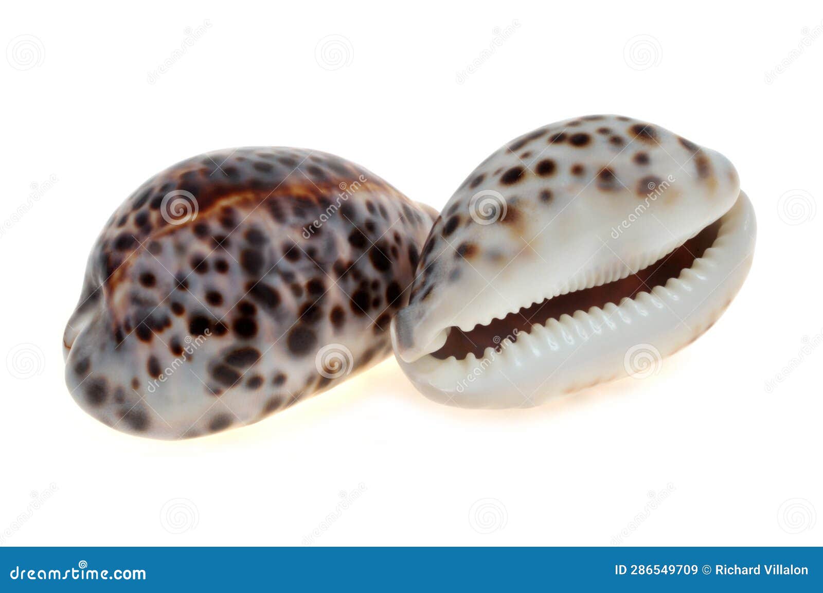 Cypraea tigris stock image. Image of tiger, close, tigris - 286549709