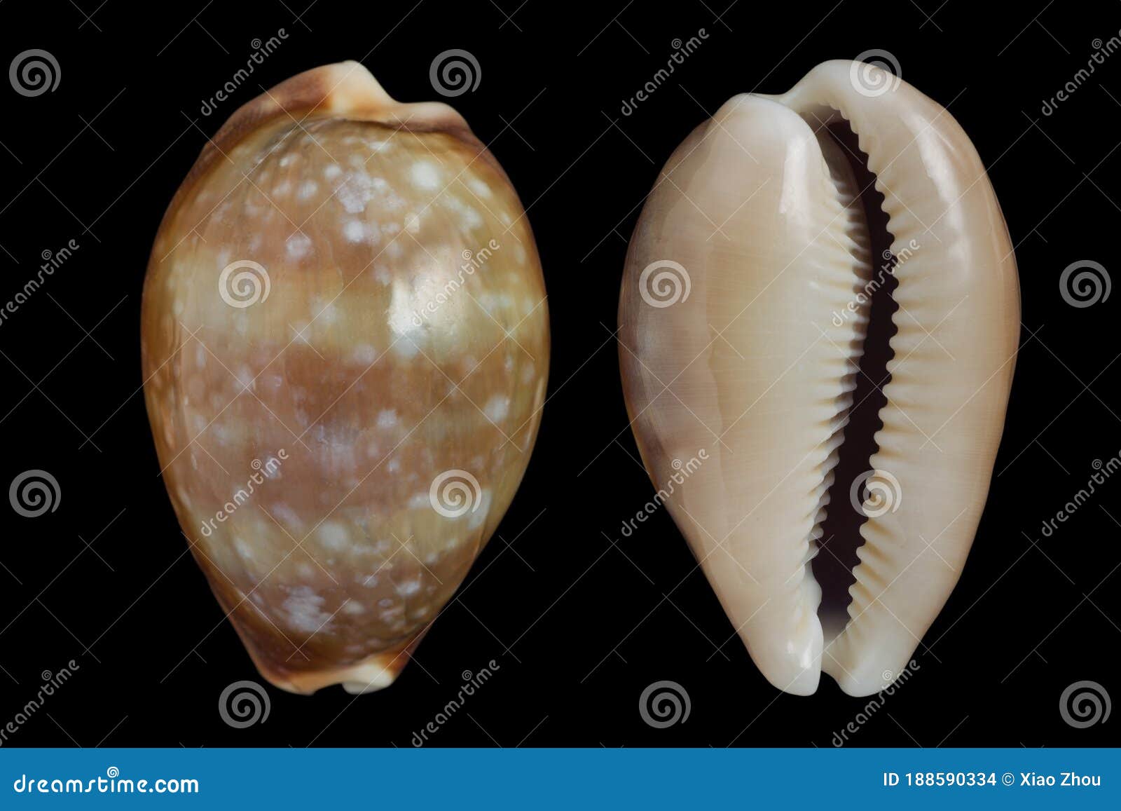 Cypraea Vitellus Stock Photos - Free & Royalty-Free Stock Photos from ...