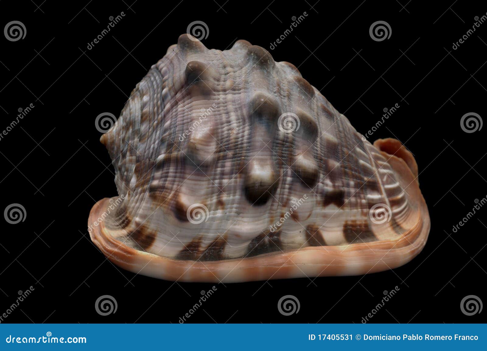 Cypraecassis Stock Photos - Free & Royalty-Free Stock Photos from ...