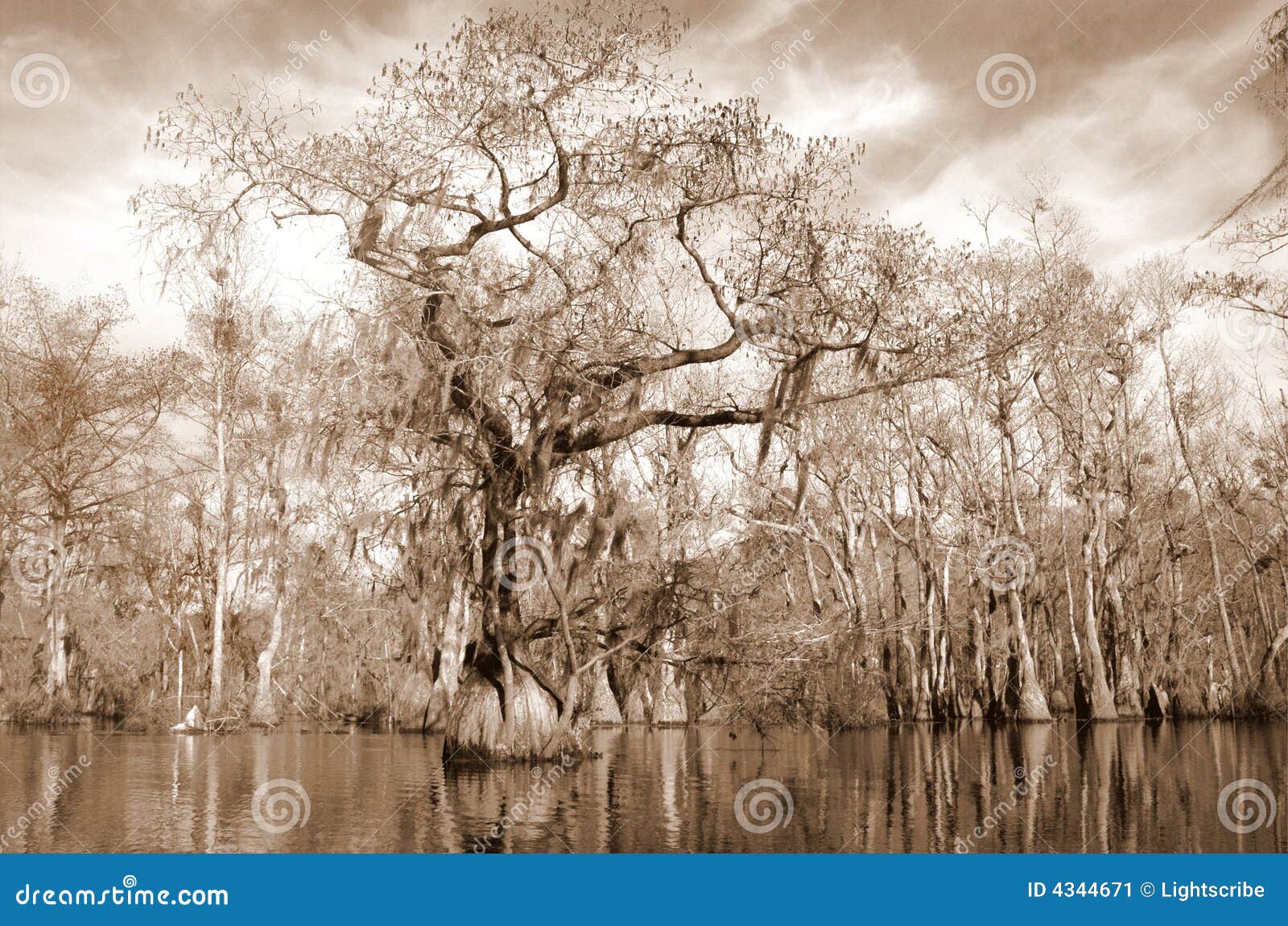 Cypress Swamp, Spanish Moss, Okefenokee Swamp National Wildlife Refuge ...