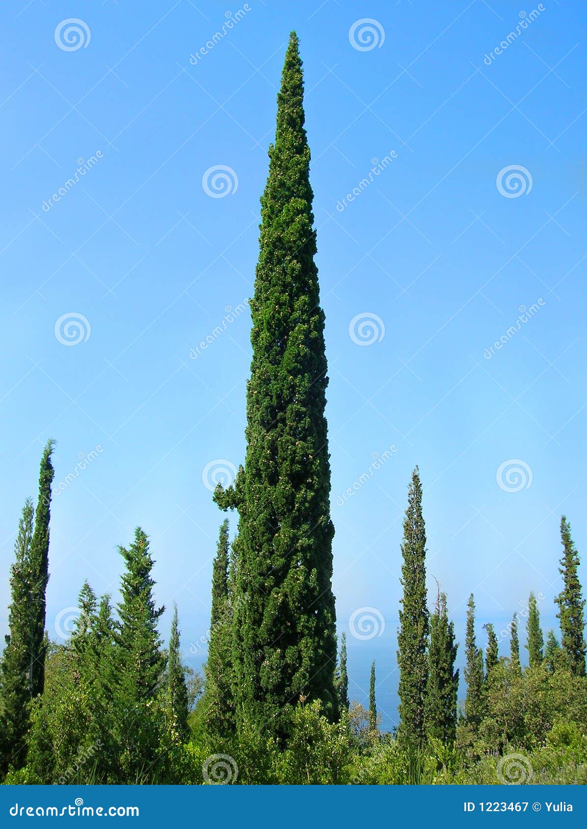 Cypress stock image. Image of outstanding, plant, landscape - 1223467