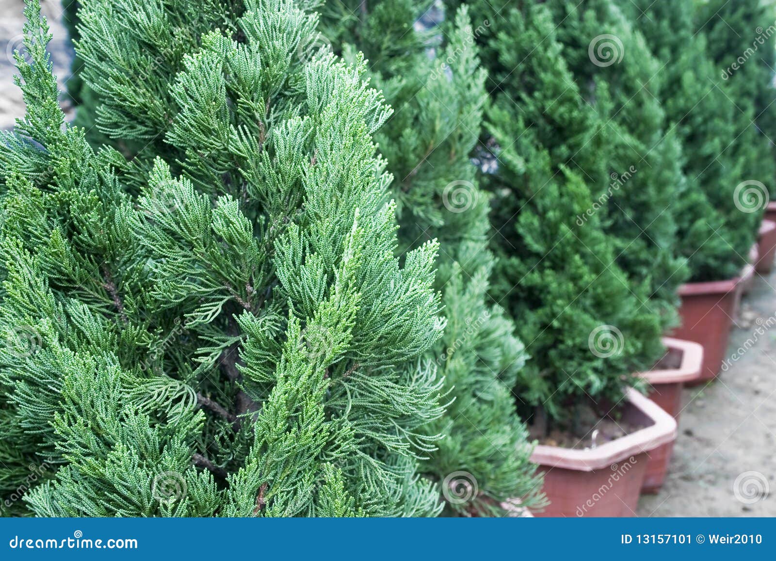 Cypress stock image. Image of nature, garden, flower - 13157101