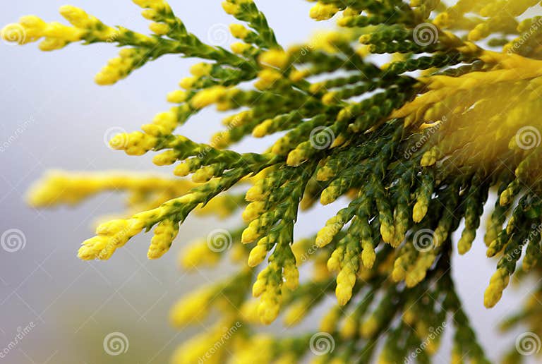 Cypress bough stock image. Image of plant, closeup, cypress - 37236467