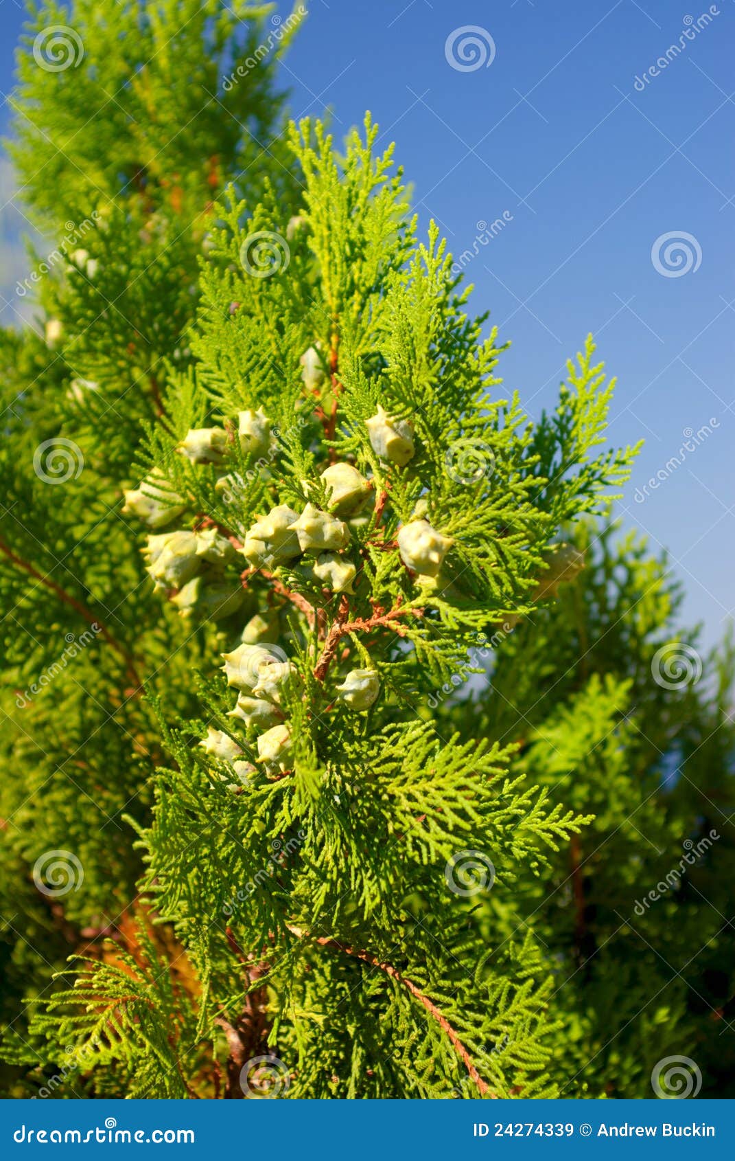 Cypress branch stock image. Image of garden, close, cypress - 24274339
