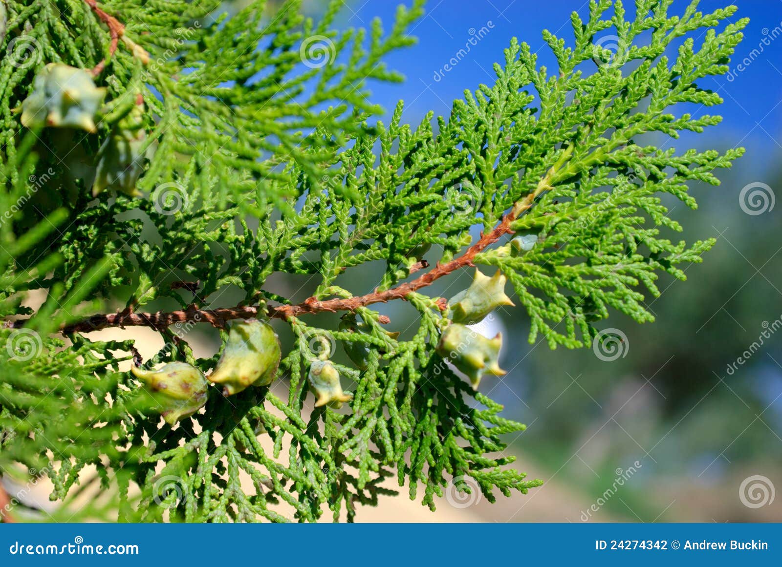 Cypress branch stock photo. Image of macro, leaf, detail - 24274342
