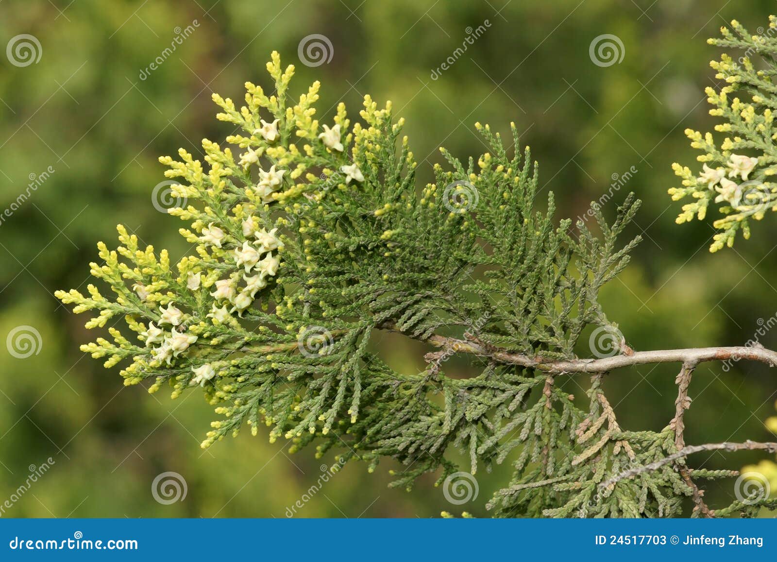 Cypress branch stock image. Image of leaves, fructification - 24517703