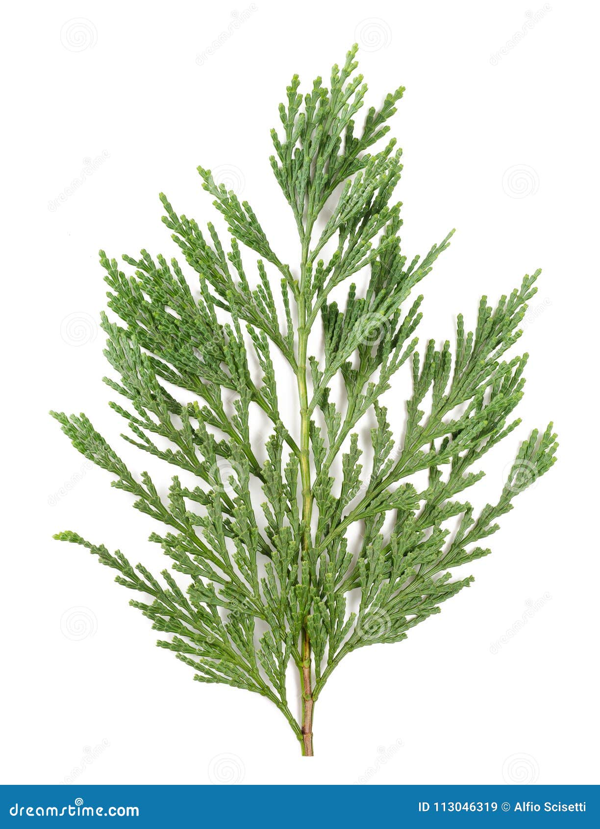 Cypress branch isolated stock image. Image of goldcrest - 113046319