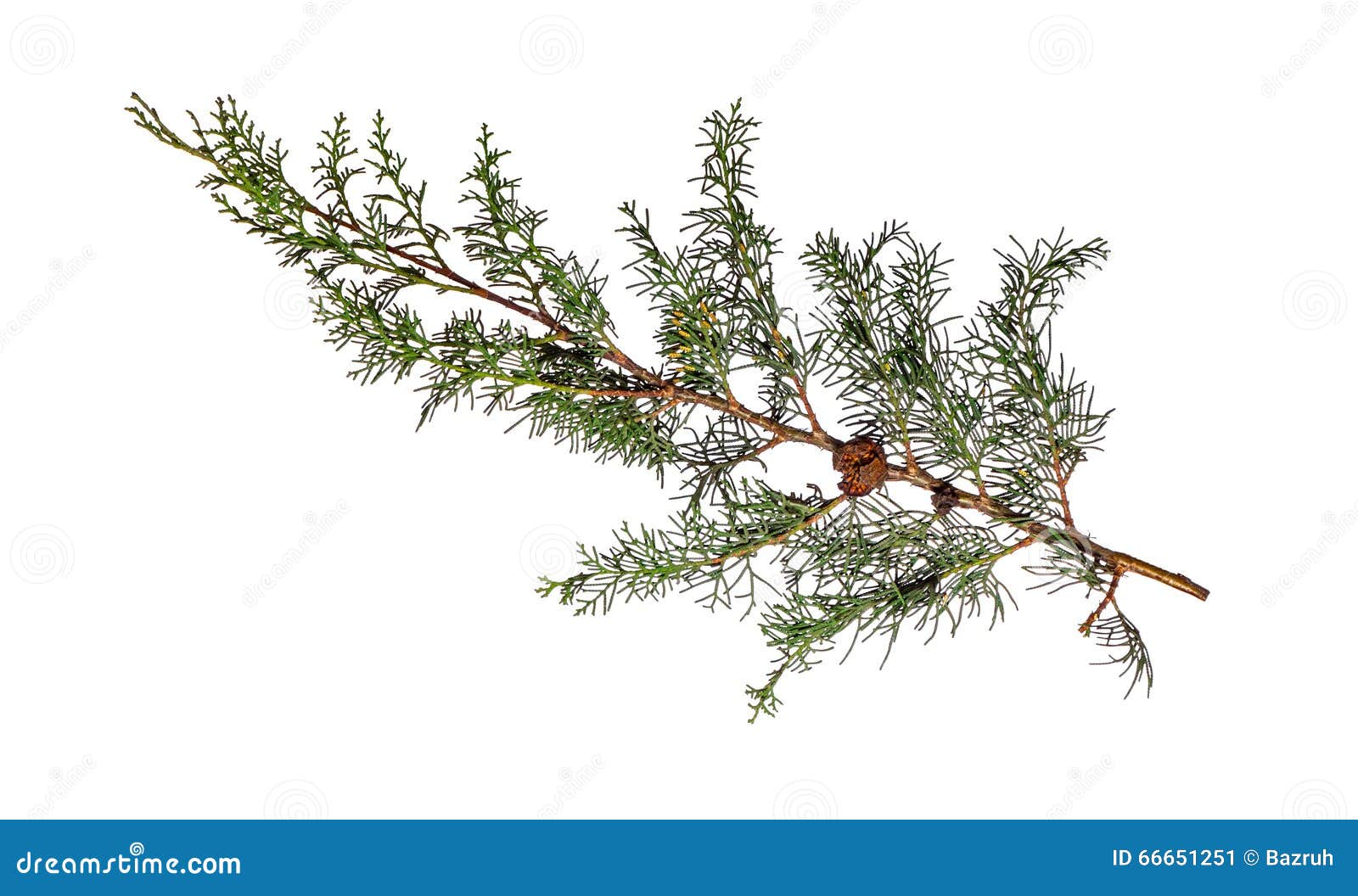 Cypress branch stock image. Image of background, isolated - 66651251