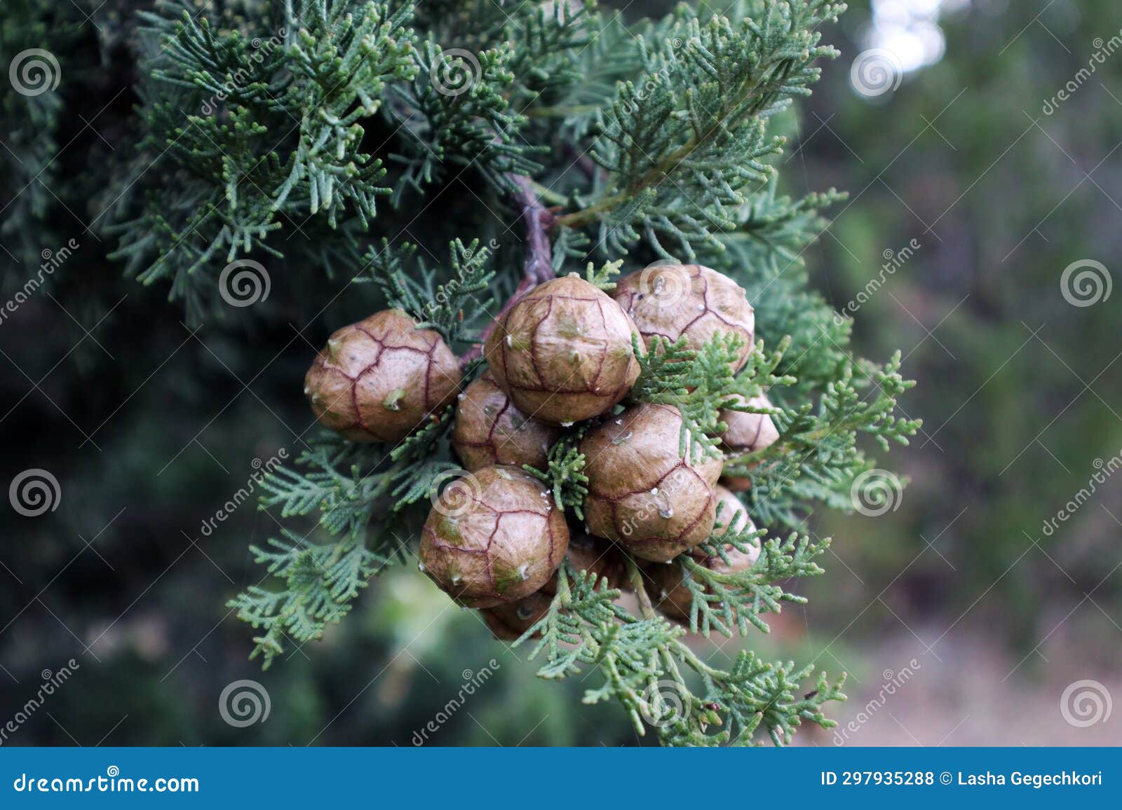 Cypress Cedar Tree with Cones Stock Photo - Image of fauna, green ...