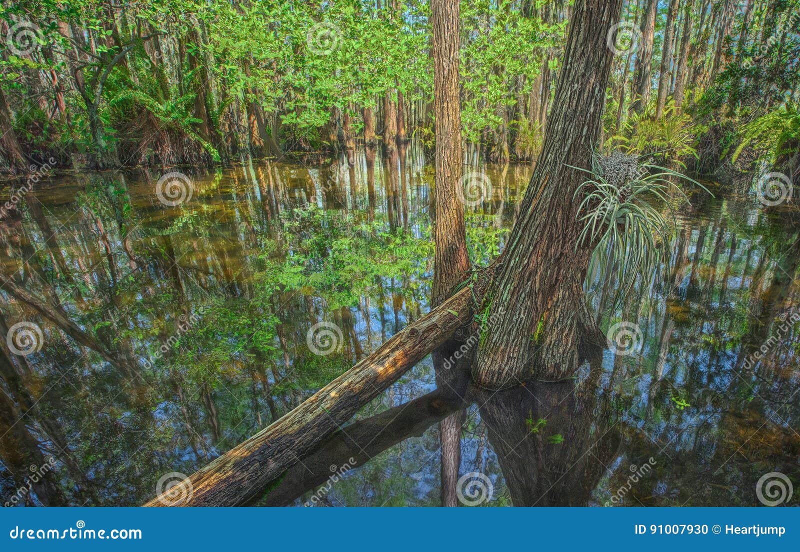 Cypress Dome in Everglades stock photo. Image of national - 91007930
