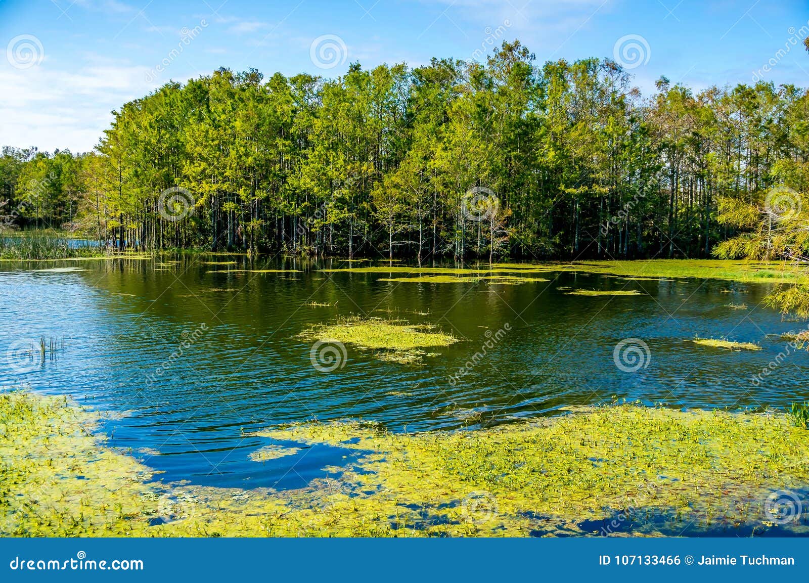 Cypress dome in Florida stock photo. Image of georgia - 107133466