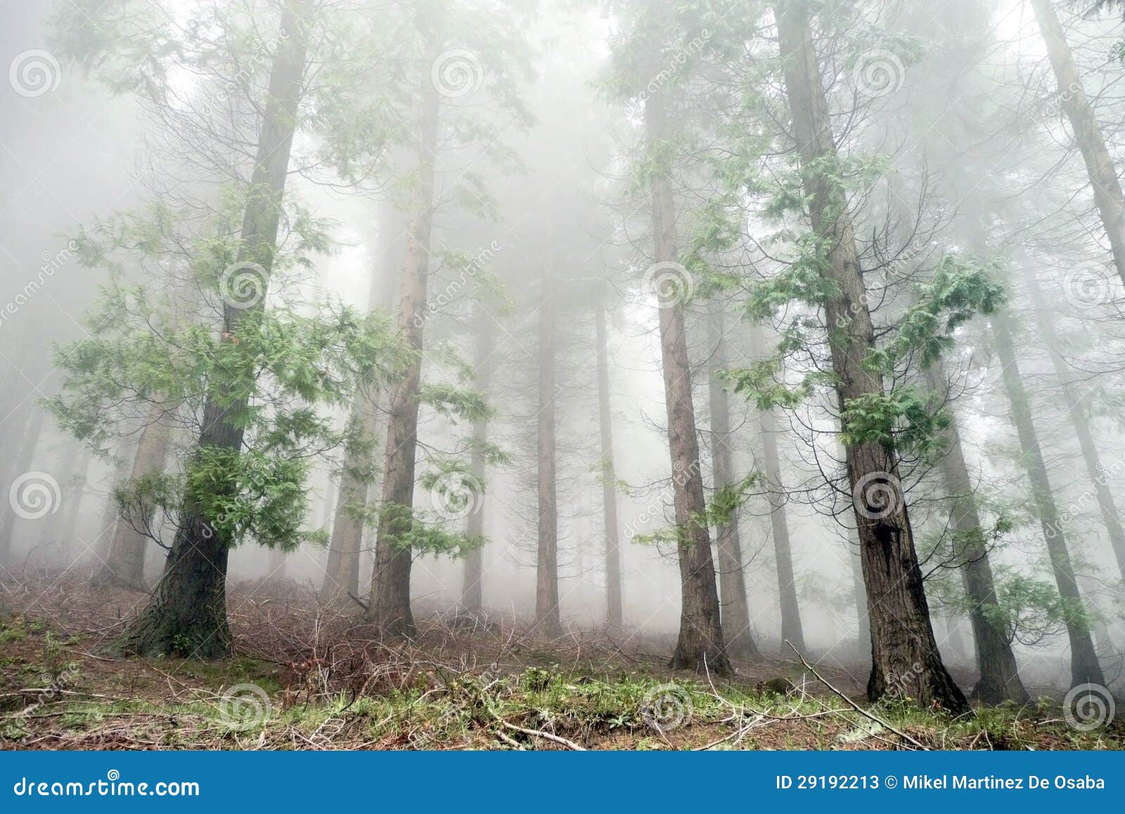 Cypress forest stock image. Image of nature, leaves, mist - 29192213