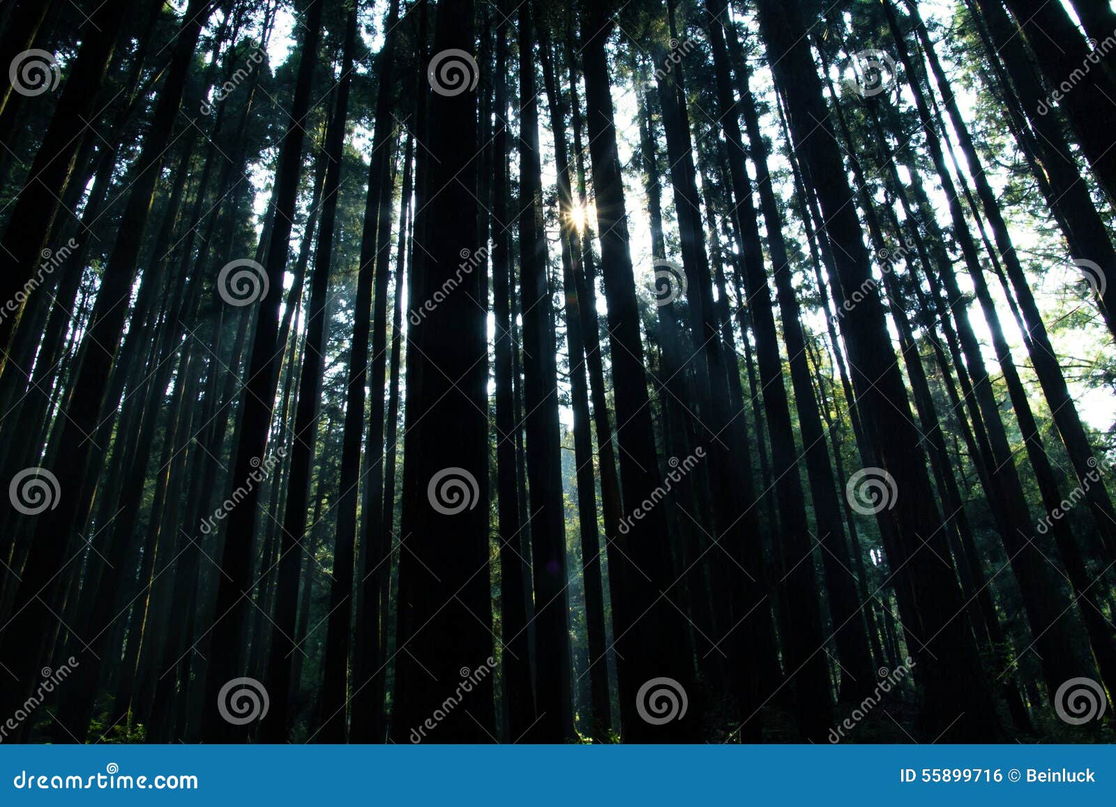 Cypress Forest and Natural Light Beam Stock Photo - Image of mystic ...