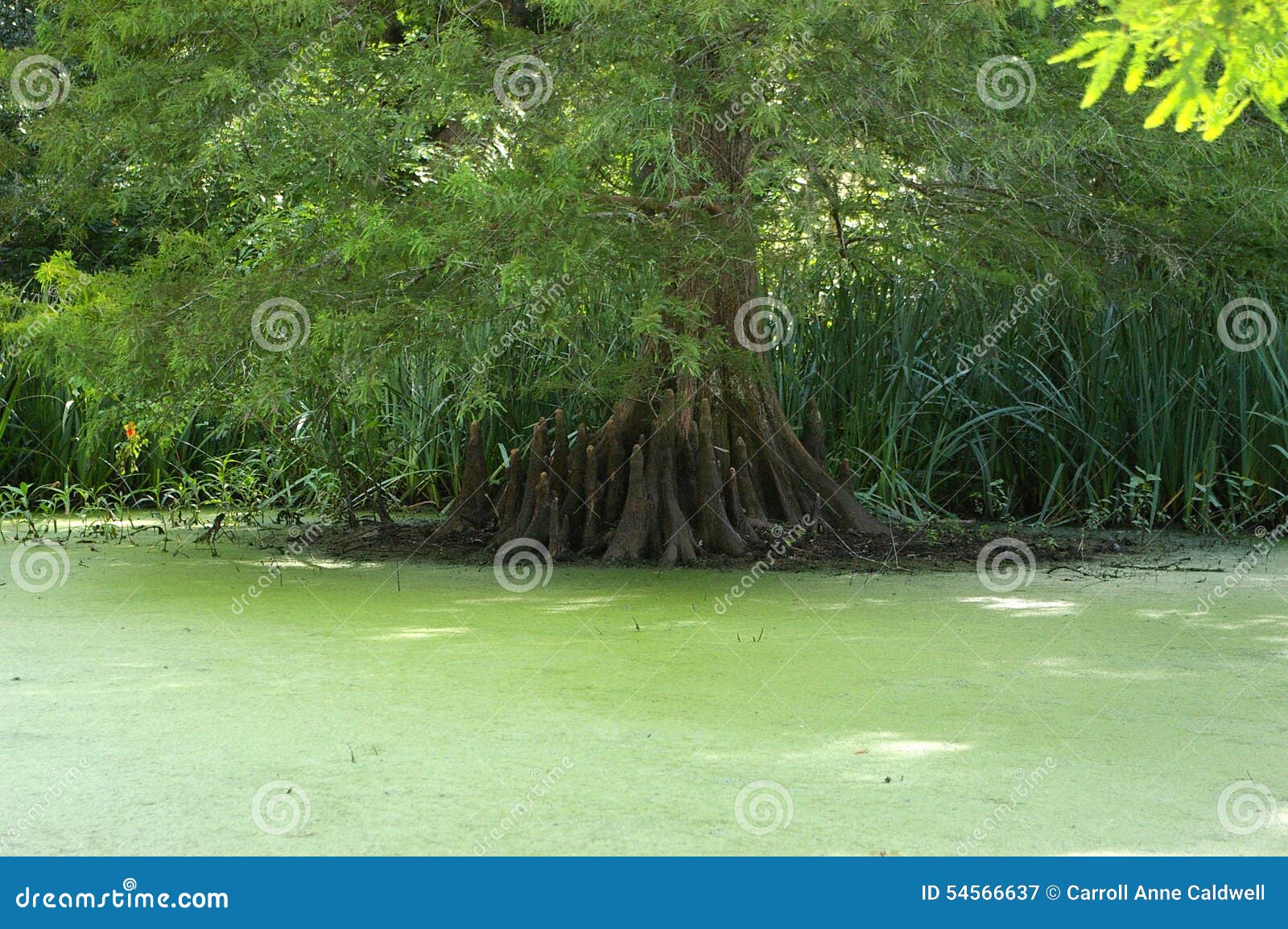 Cypress Knees stock image. Image of cypress, algae, knees - 54566637