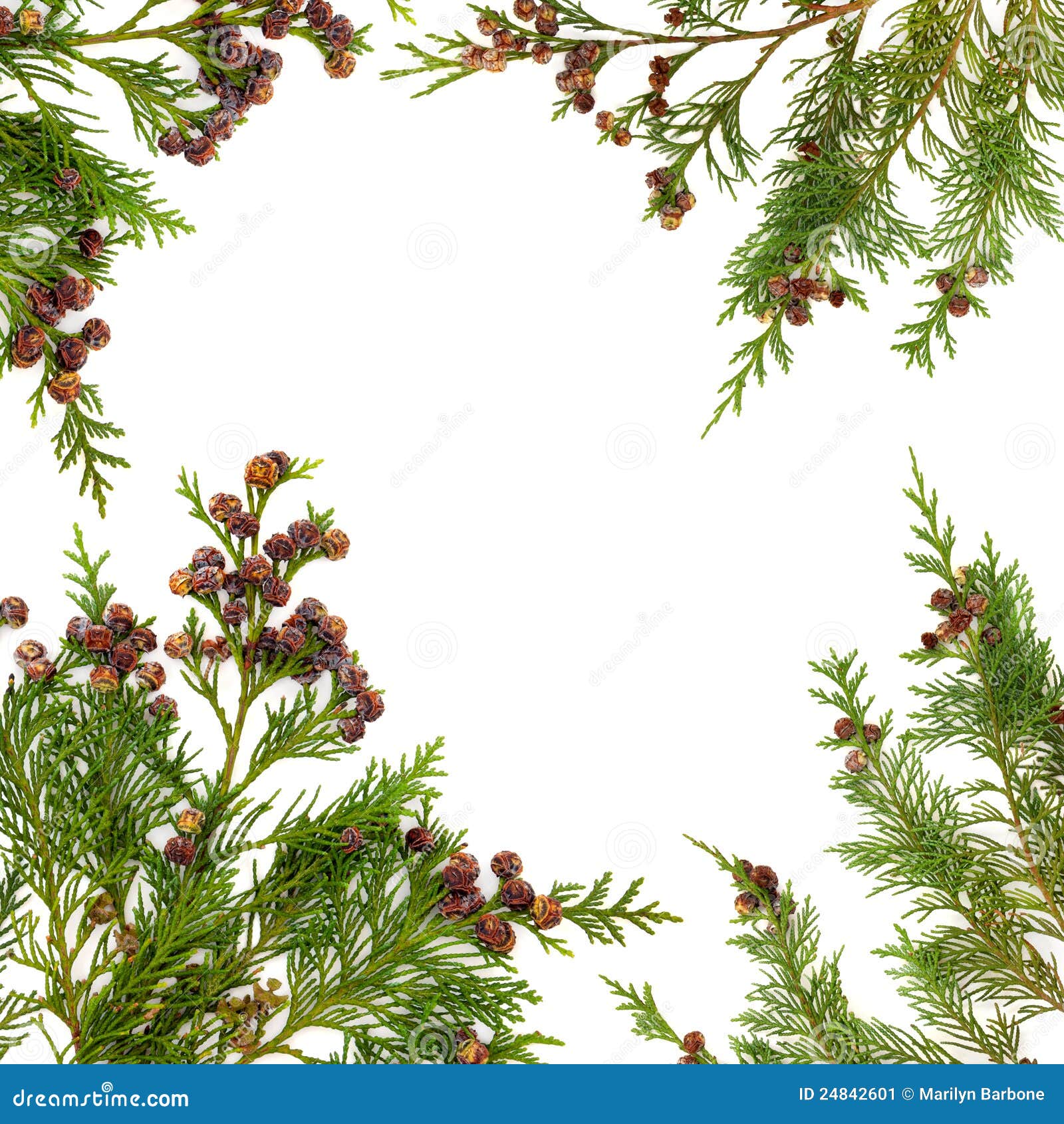 Cypress Leaf Border stock image. Image of pinecone, cones - 24842601