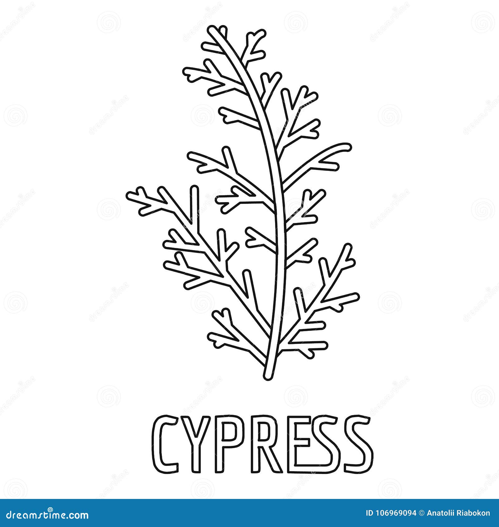 Cypress Leaf Icon, Outline Style. Stock Vector - Illustration of plant ...