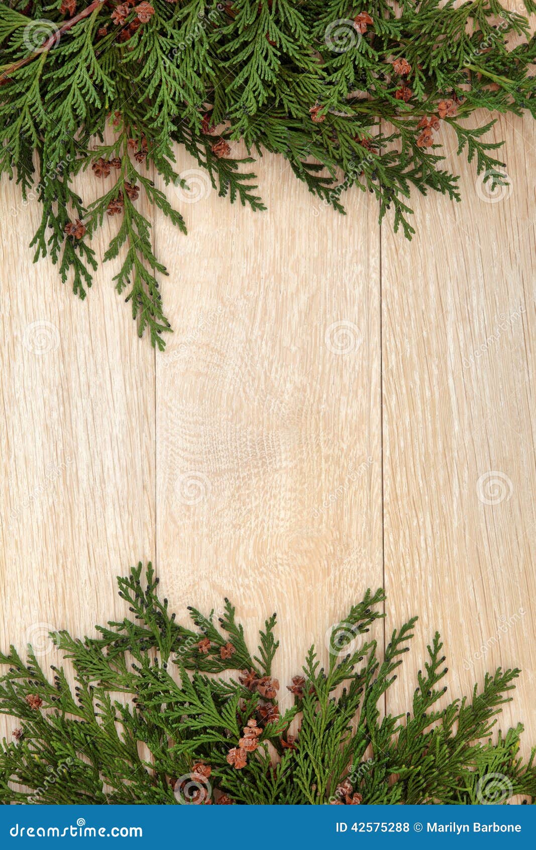 Cypress Leyland Border stock photo. Image of nootka, decoration - 42575288