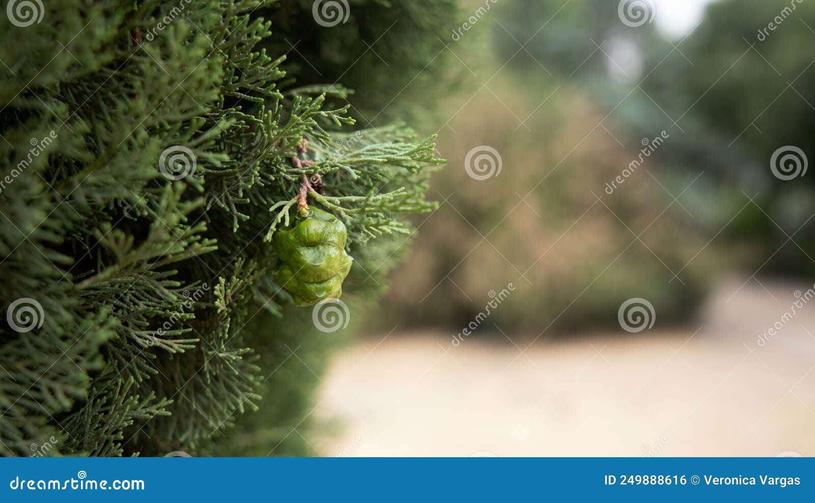 Cypress Nut Sprouting from the Tree Stock Photo - Image of close, park ...
