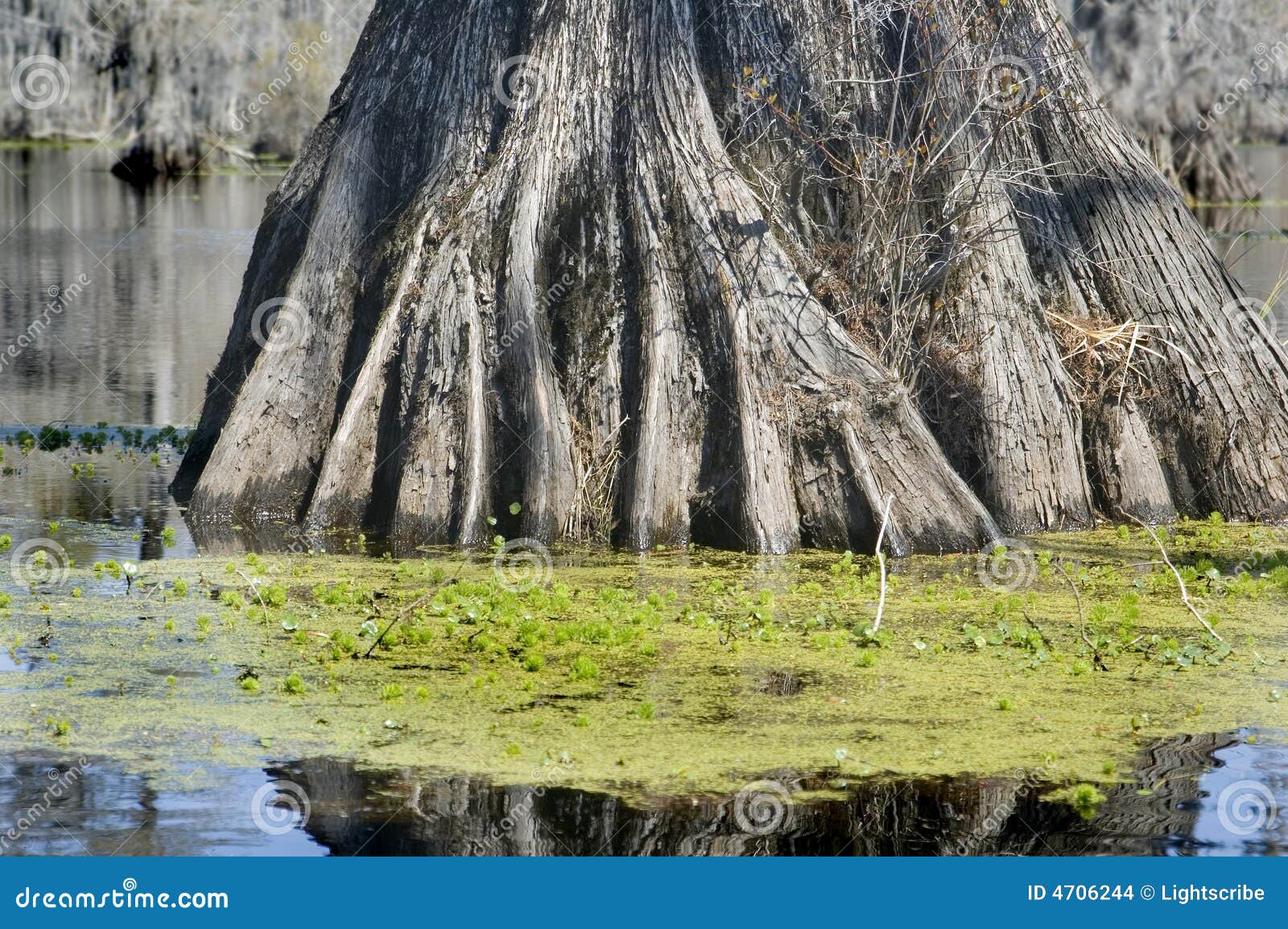 Cypress Roots stock photo. Image of creole, north, georgia - 4706244