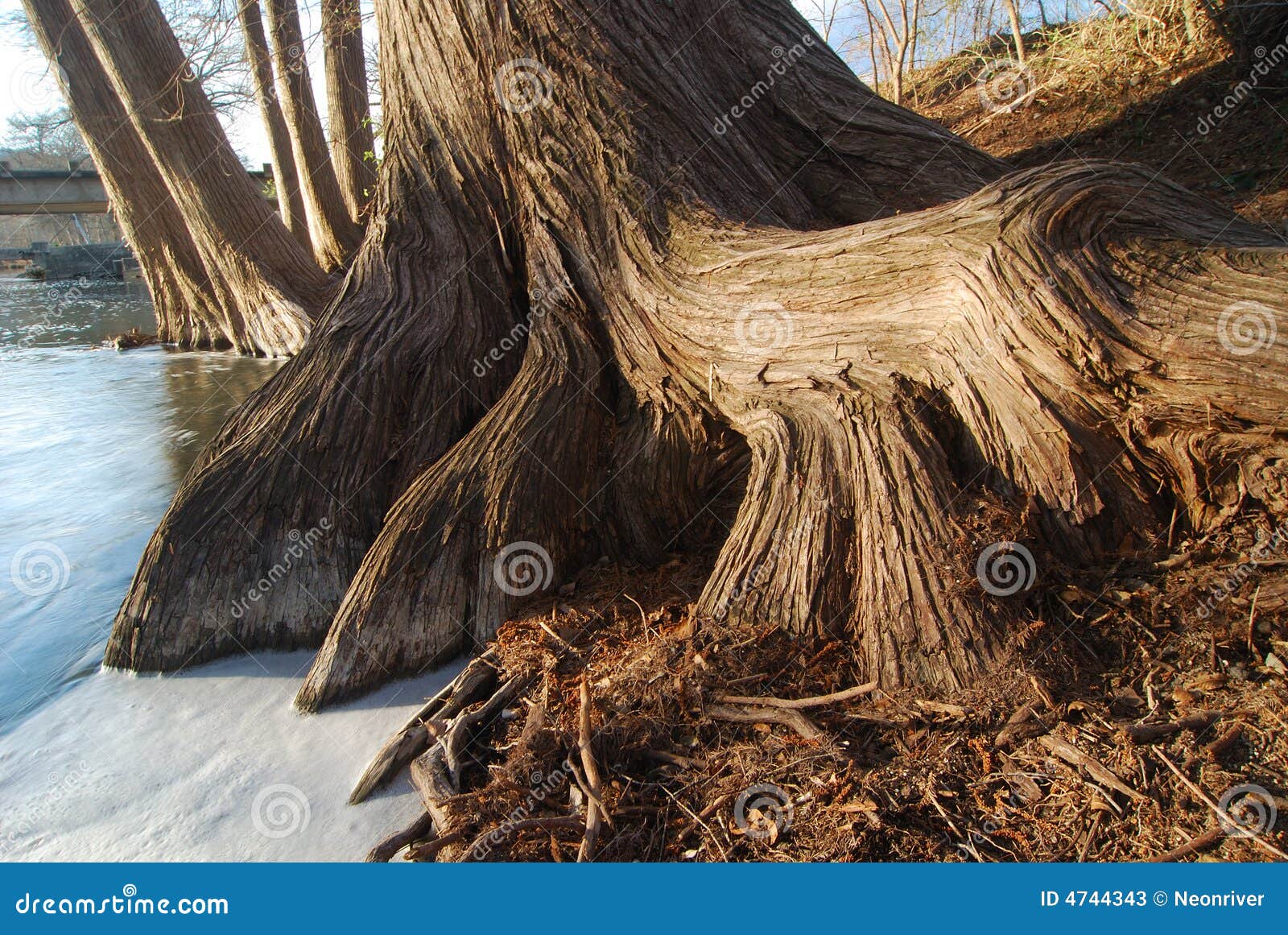 Cypress Roots stock image. Image of texture, brown, cypress - 4744343