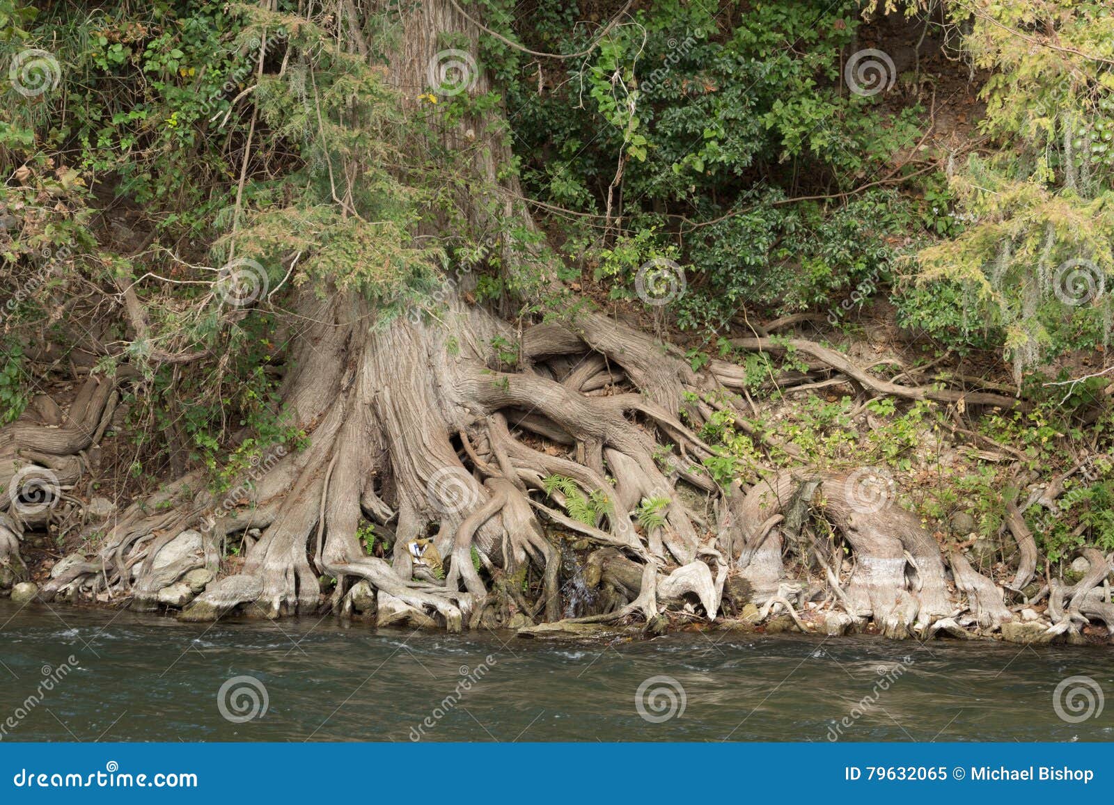 Cypress roots stock image. Image of tree, cypress, branches - 79632065