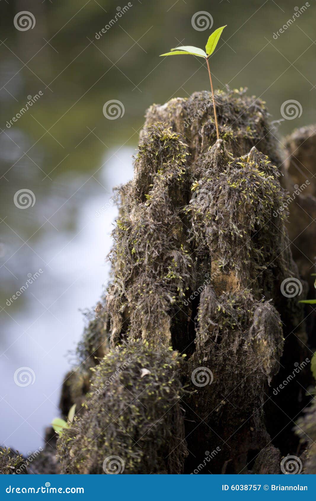 Cypress Stump Picture. Image: 6038757