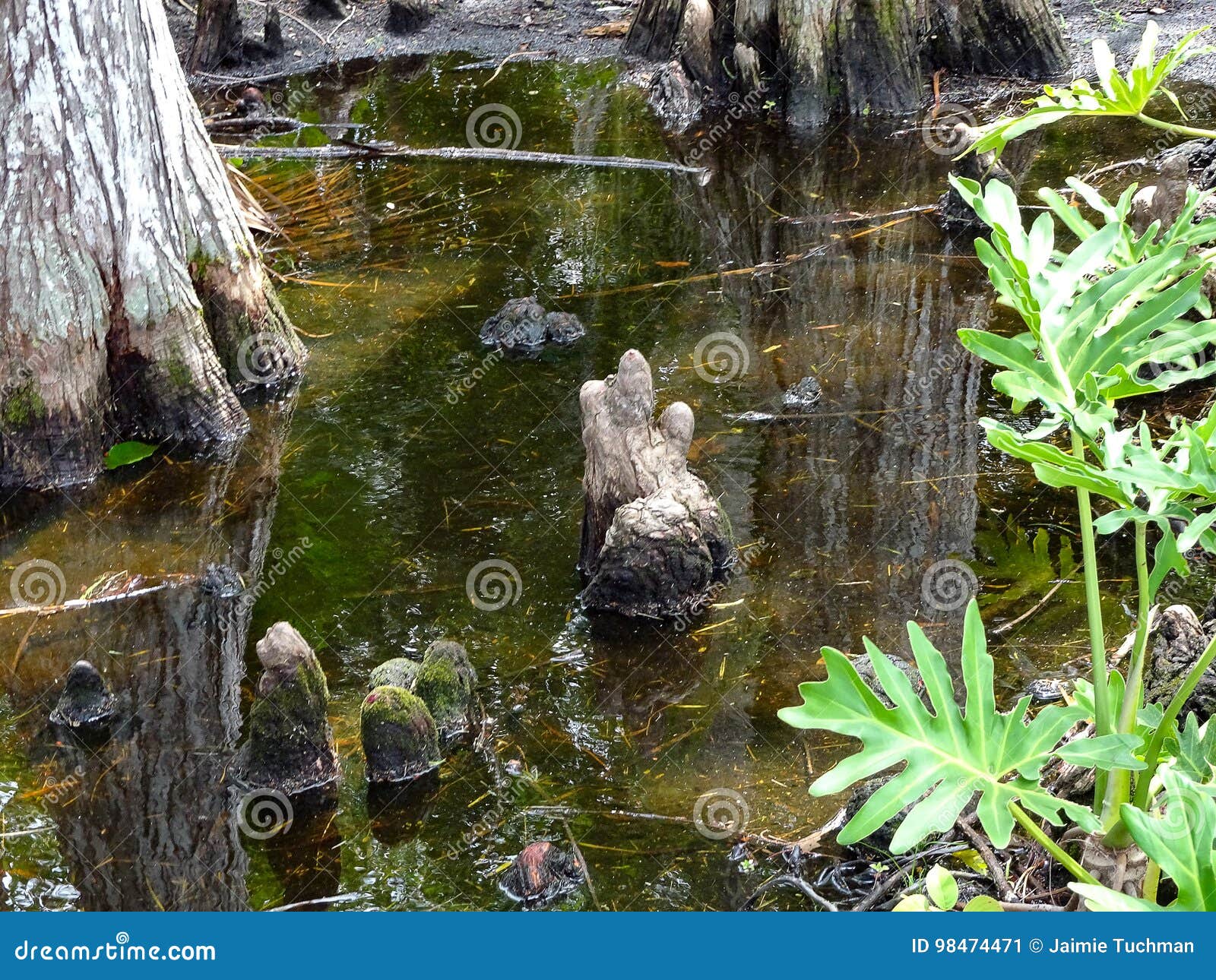 Cypress Stumps and Palm Trees Stock Image - Image of forest, alone ...