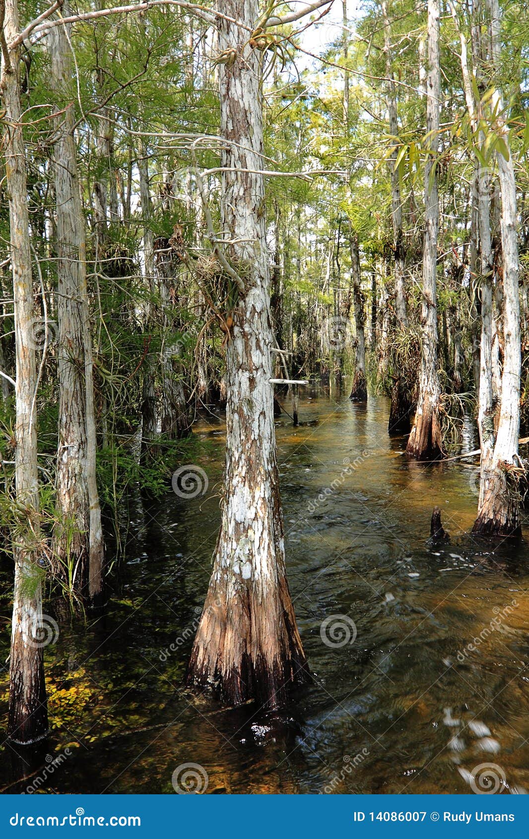 Cypress Swamp stock image. Image of reflection, bush - 14086007