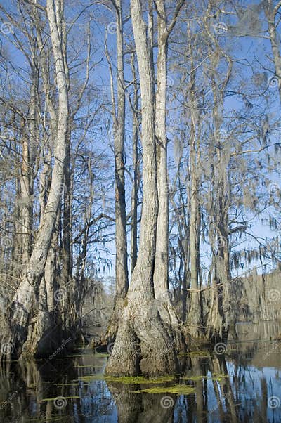 Cypress Swamp stock image. Image of kayak, lake, flora - 15020599