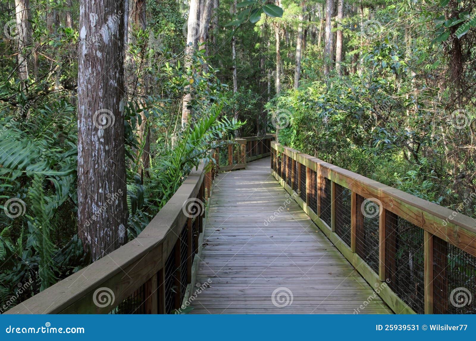 Cypress Swamp stock image. Image of nature, environment - 25939531