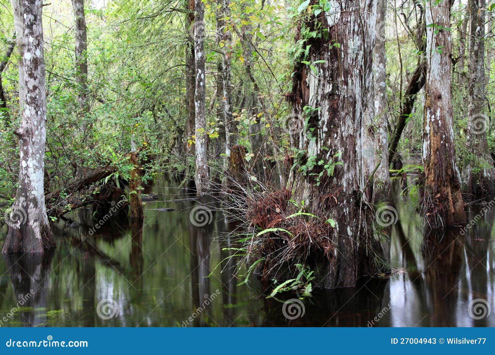 Cypress Swamp stock image. Image of nature, swamp, cypress - 27004943