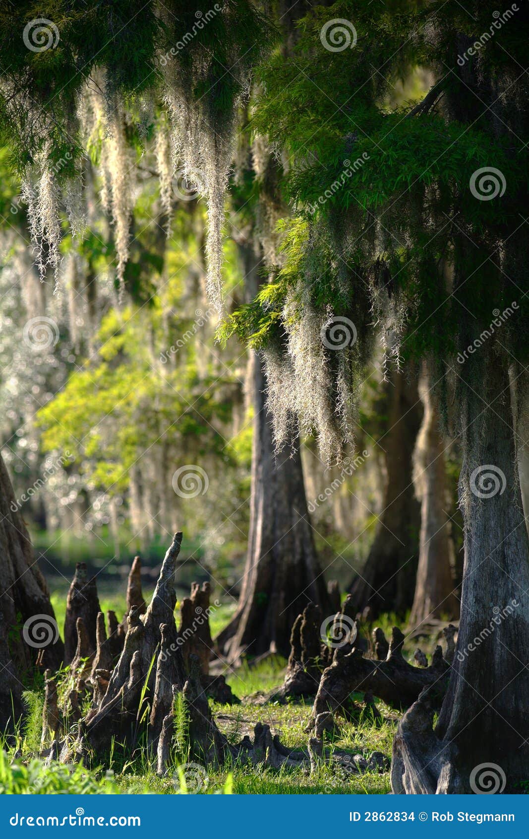 Cypress Swamp, Spanish Moss, Okefenokee Swamp National Wildlife Refuge ...