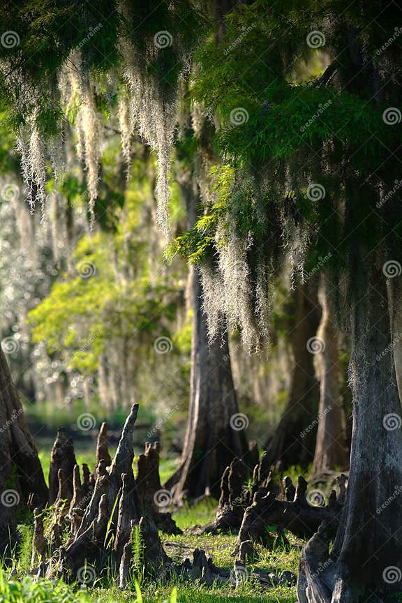 Cypress Swamp stock photo. Image of nature, moss, cypress - 2862834