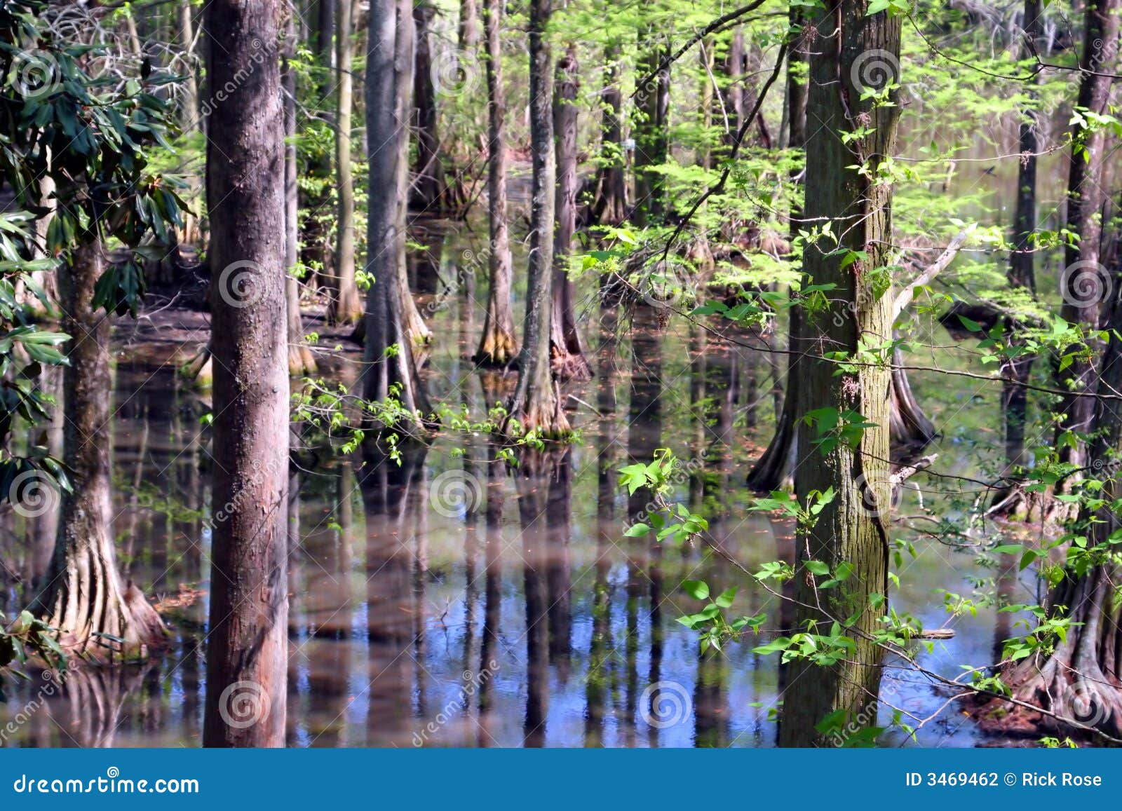 Cypress swamp stock photo. Image of cypress, swamp, reflections - 3469462