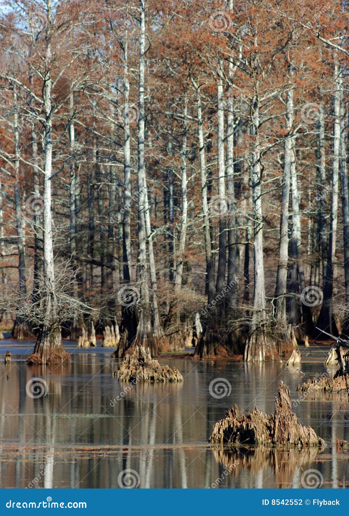 Cypress Swamp stock photo. Image of cypress, knees, swamp - 8542552