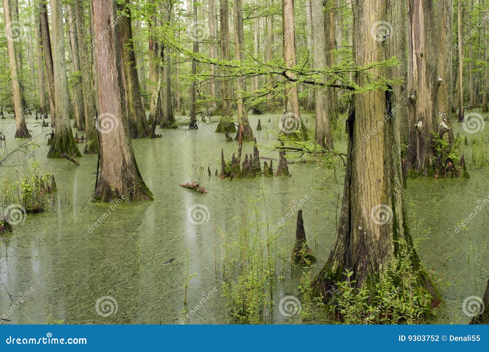 Cypress swamp stock photo. Image of landscape, scenic - 9303752