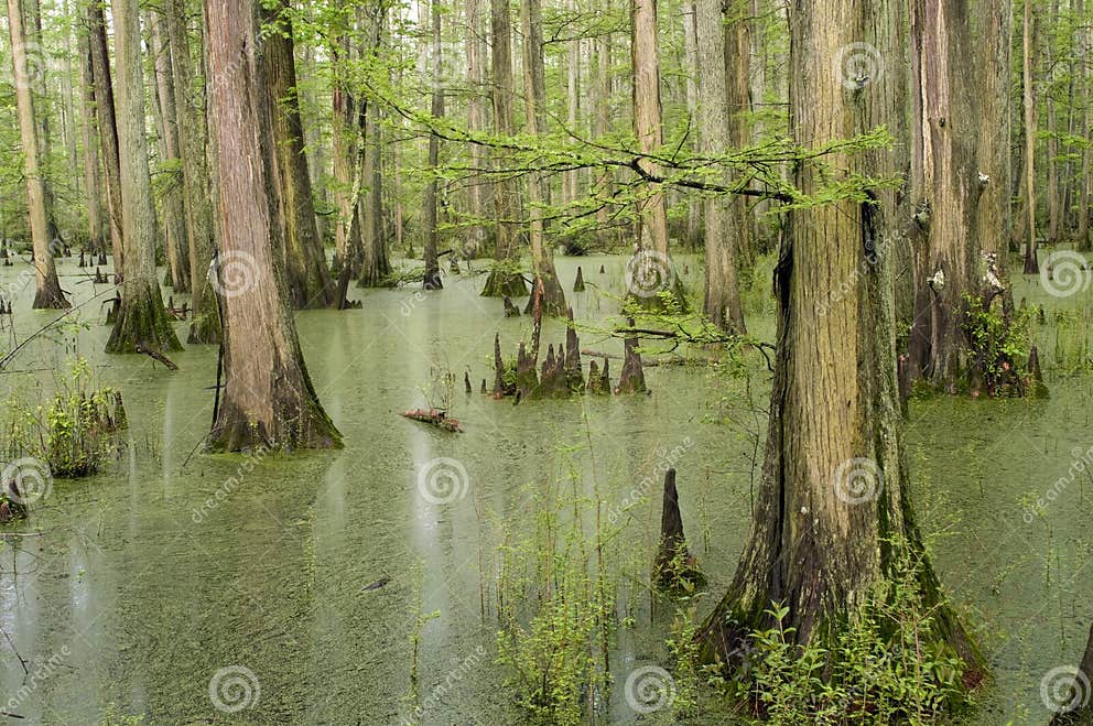 Cypress swamp stock photo. Image of landscape, scenic - 9303752