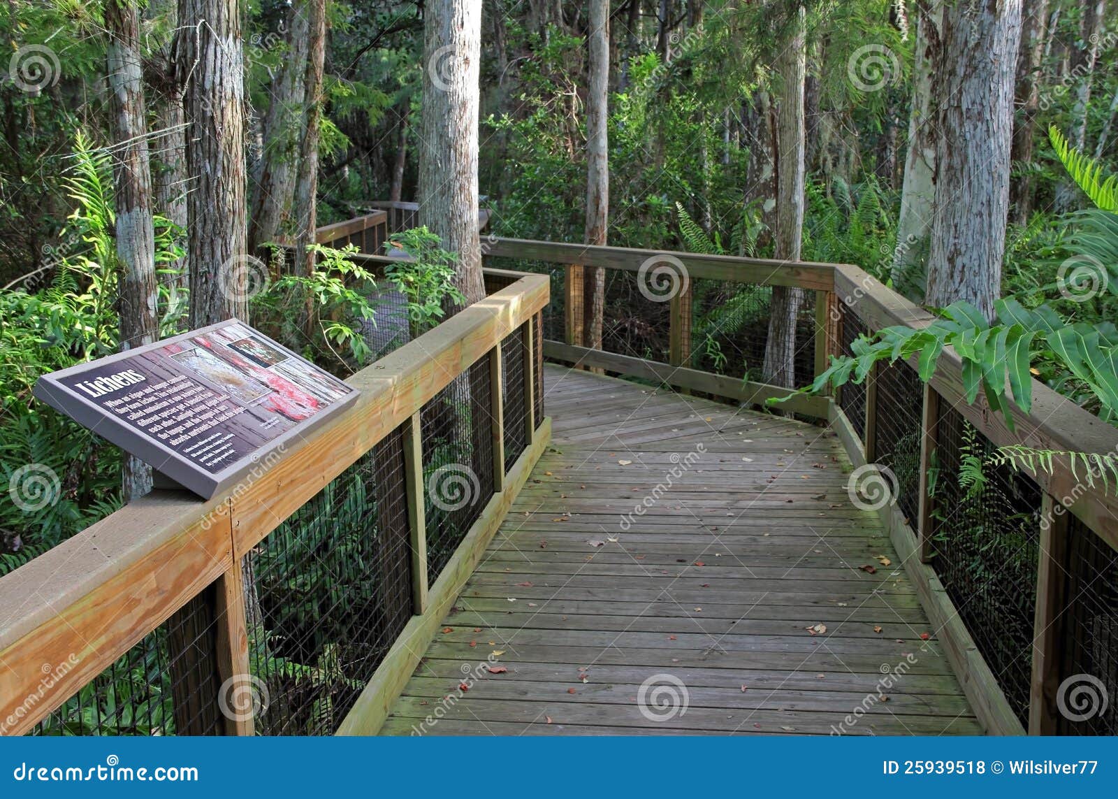 Cypress Swamp Boardwalk stock photo. Image of wilderness - 25939518