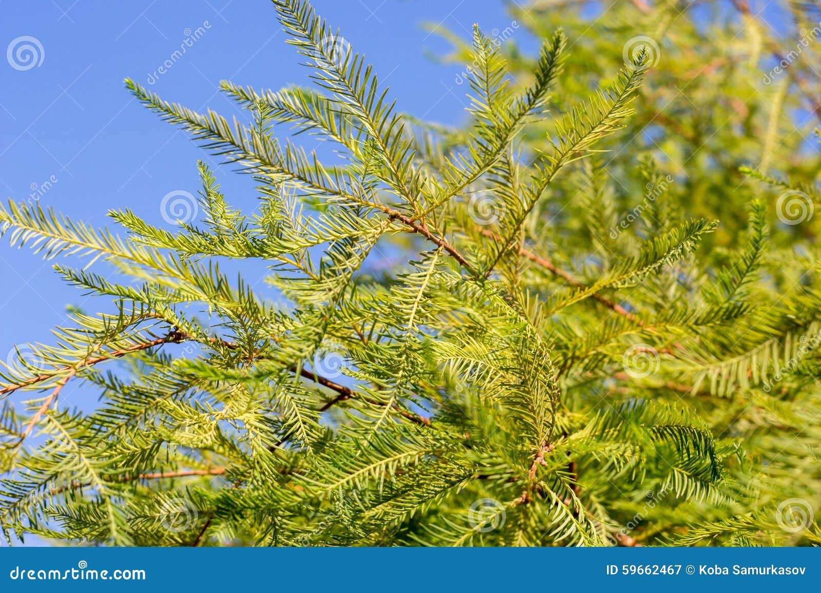 Cypress swamp stock image. Image of summer, yellow, swamp - 59662467
