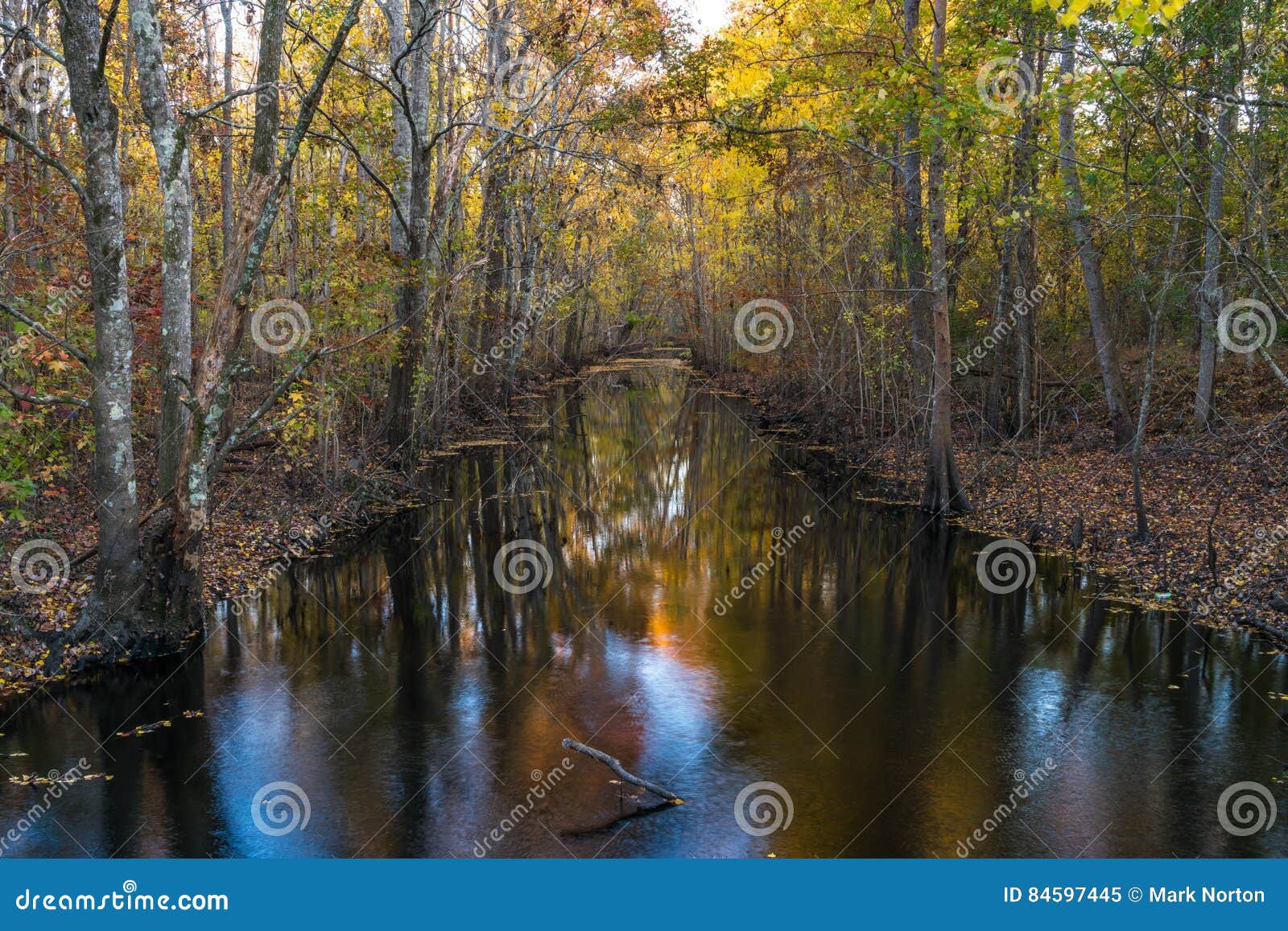 Cypress Swamp stock image. Image of fall, scenic, moss - 84597445