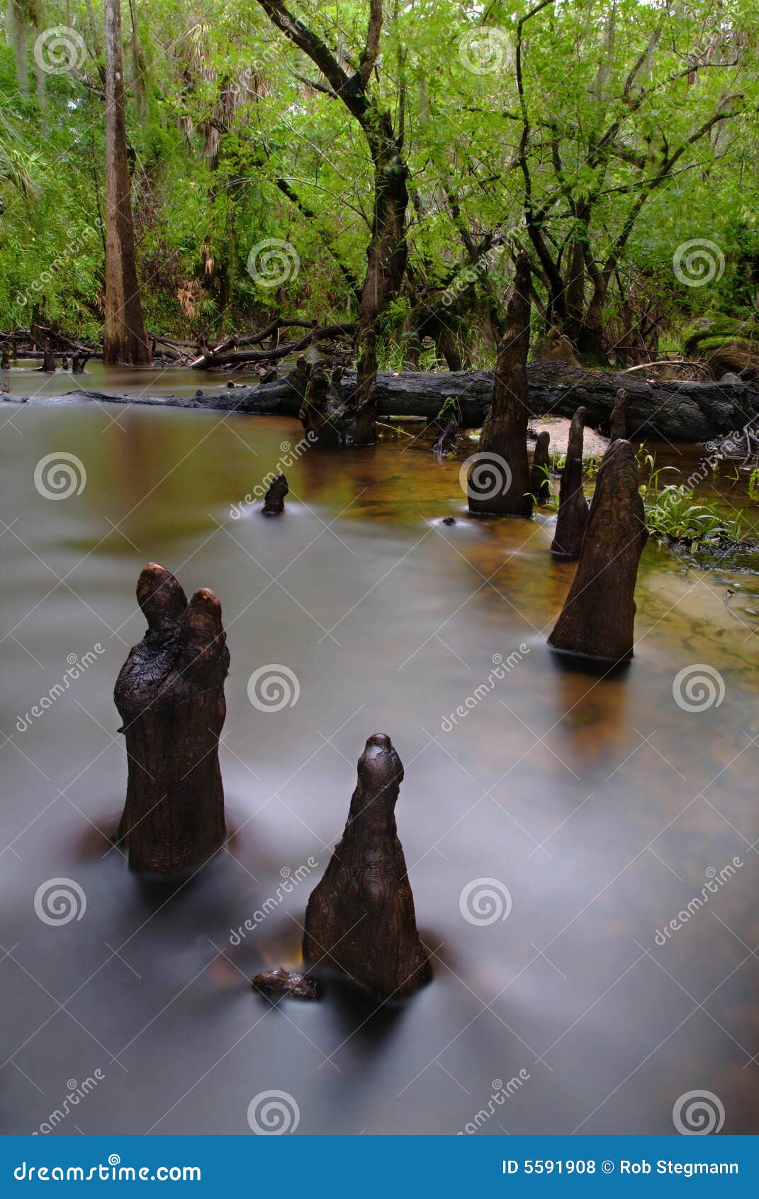 Cypress Swamp, Spanish Moss, Okefenokee Swamp National Wildlife Refuge ...