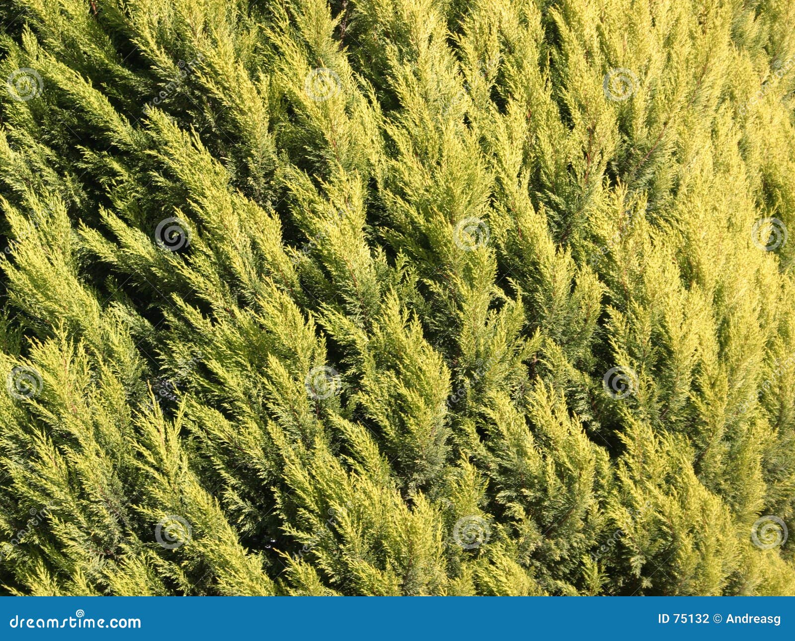 Cypress texture stock photo. Image of nature, texture, branches - 75132