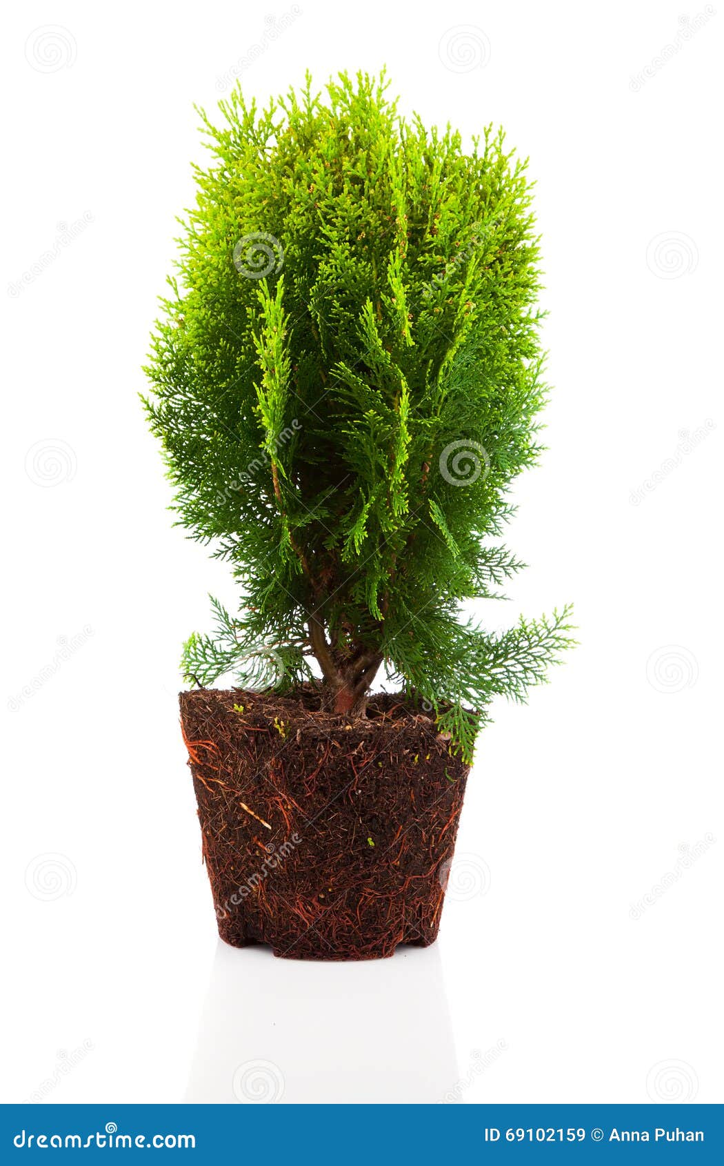 Cypress, thuja with roots stock image. Image of juniper - 69102159