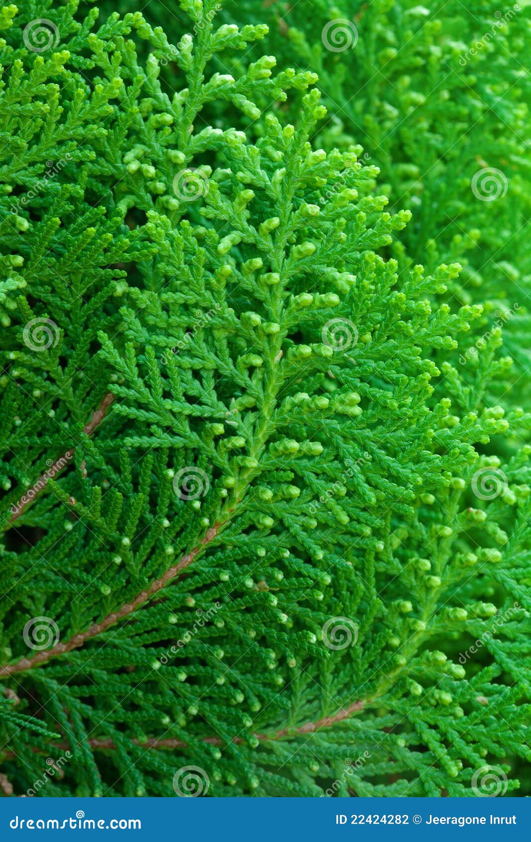 Cypress tree stock photo. Image of leaf, close, coniferous - 22424282