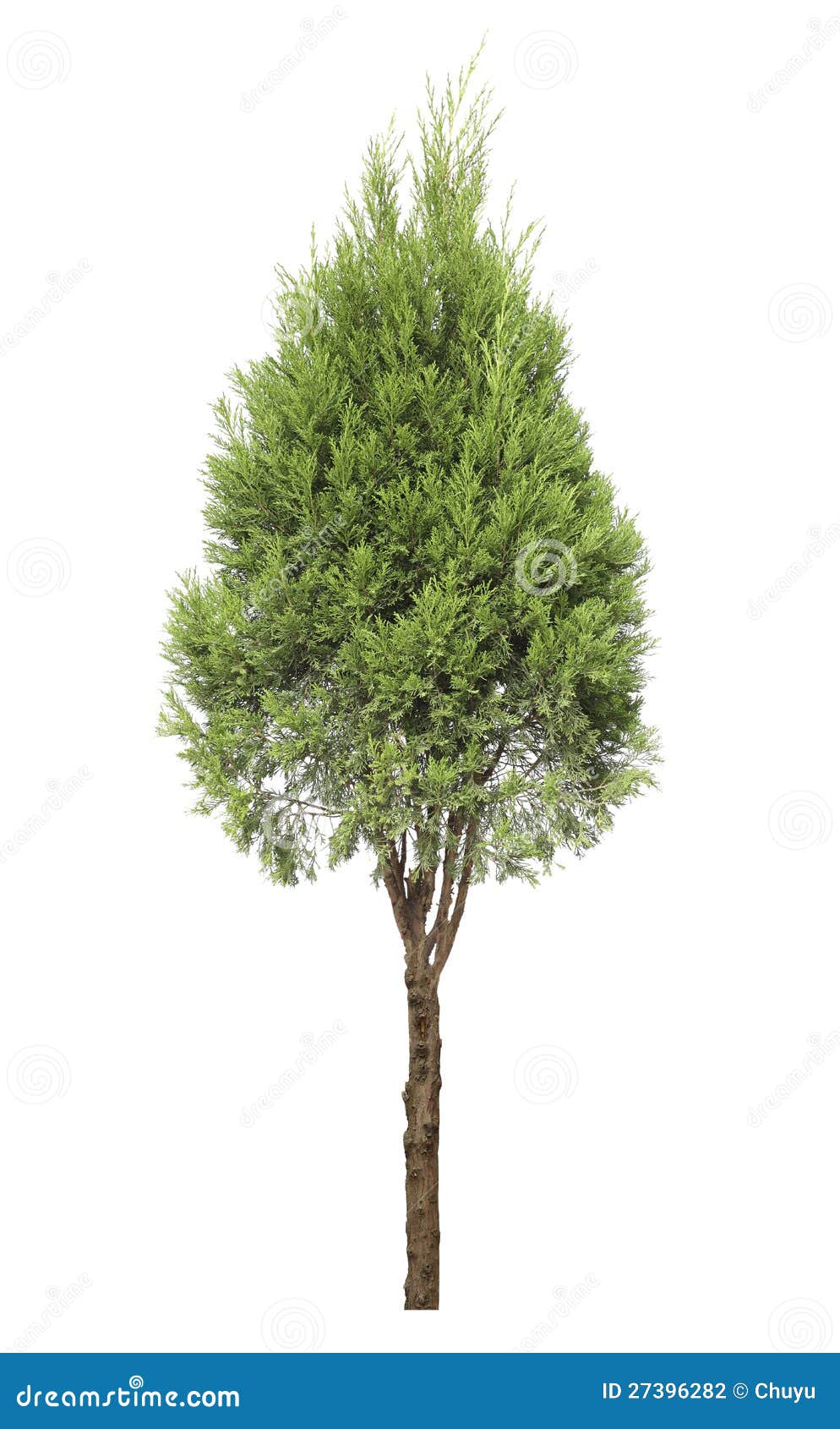 Cypress tree stock photo. Image of closeup, nature, green - 27396282