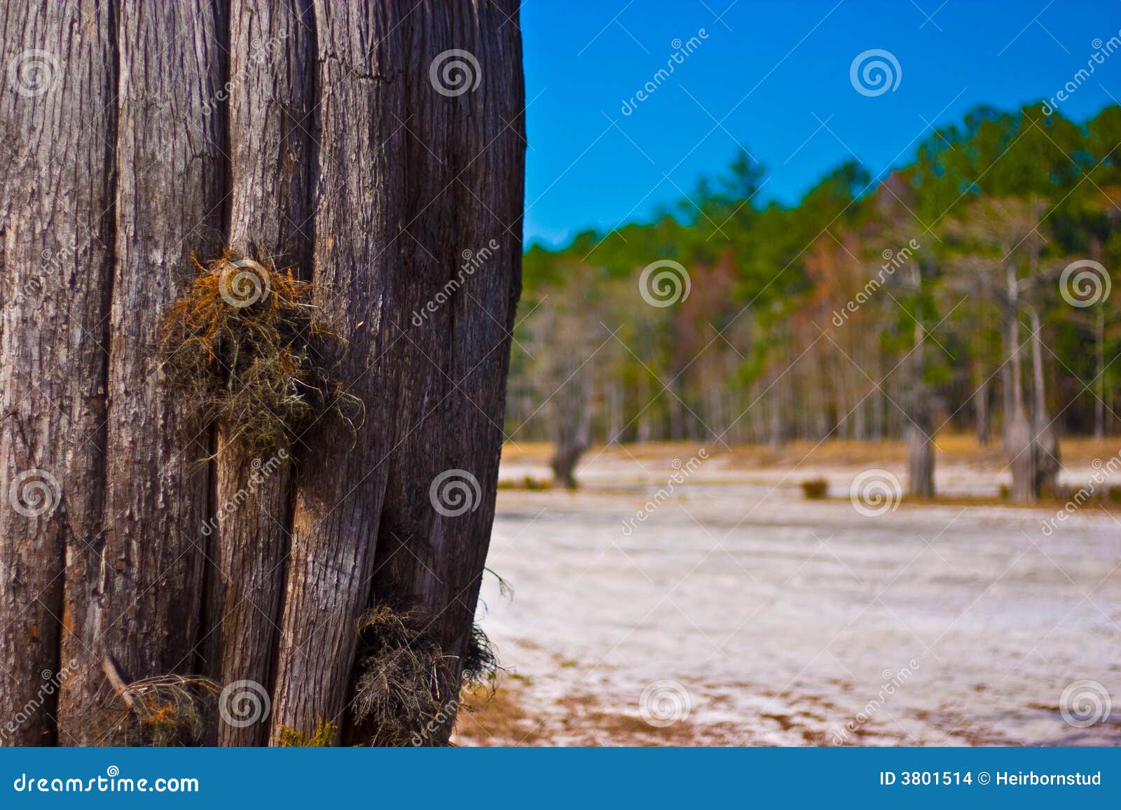 Cypress Tree stock photo. Image of environment, view, bark - 3801514