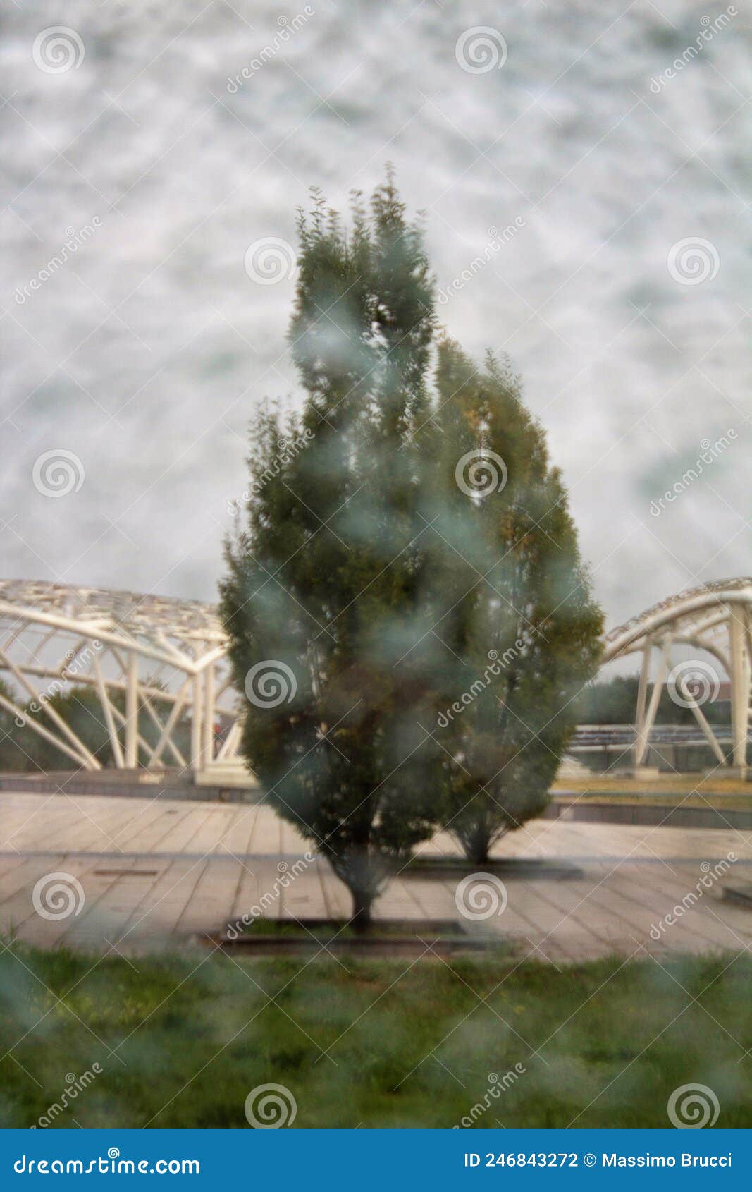 Cypress Tree Behind Broken Glass Stock Photo - Image of large, plants ...