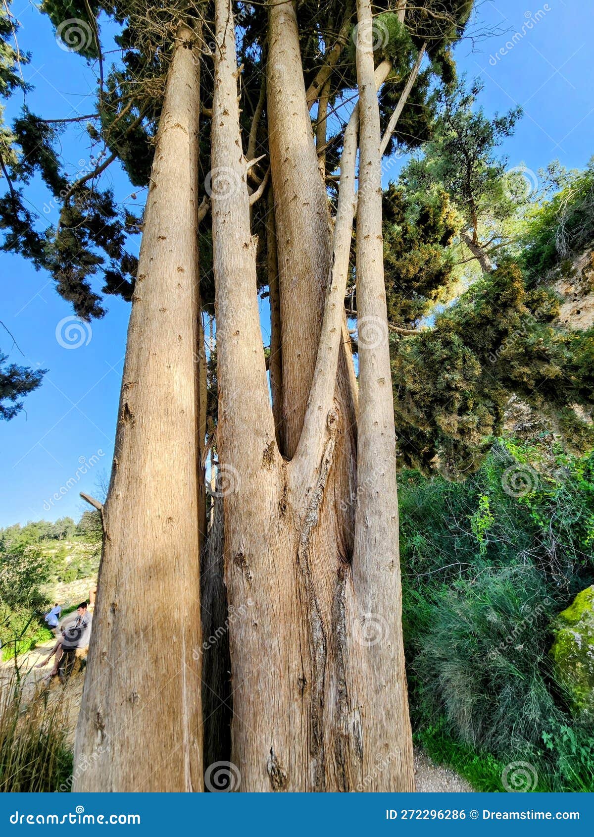 Cypress Tree Branch. Bottom View Stock Photo - Image of leaf ...